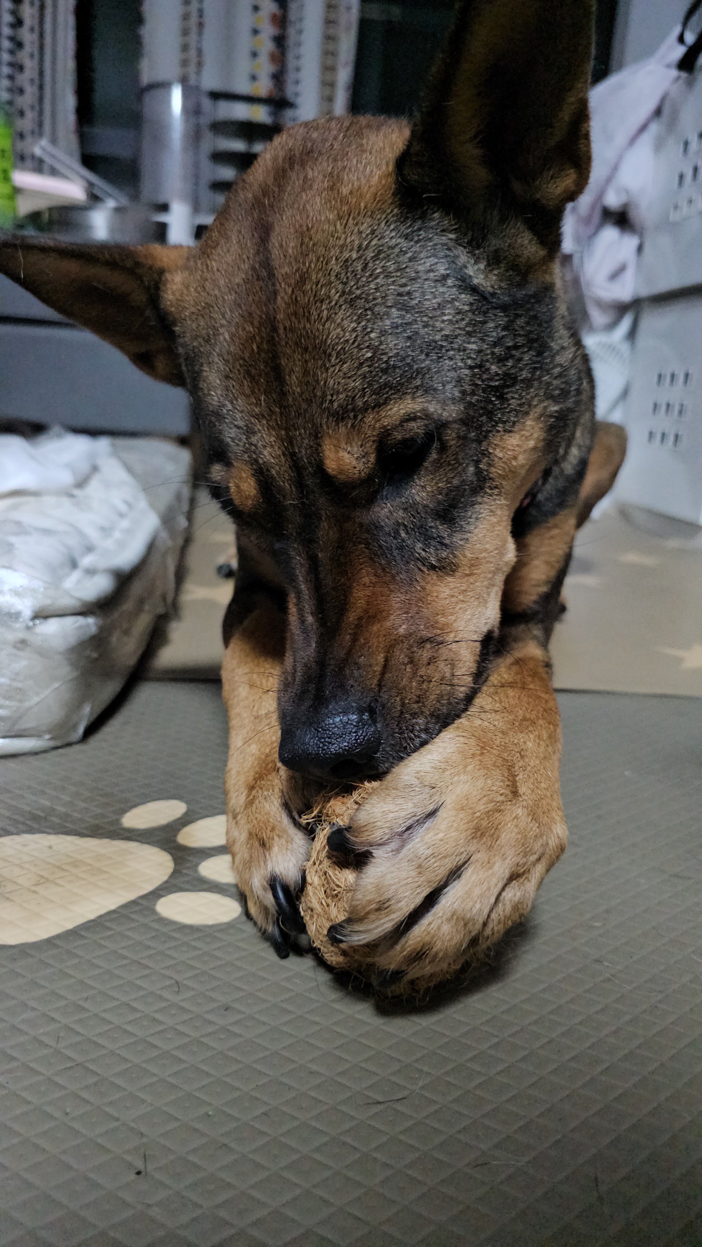 Coco Chew Combo 椰子殼咬咬組合 – Wingwingsnackshop